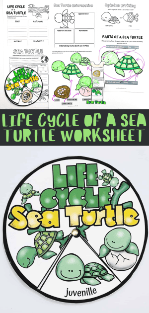 Free Sea Turtle Life Cycle Worksheet for Kids