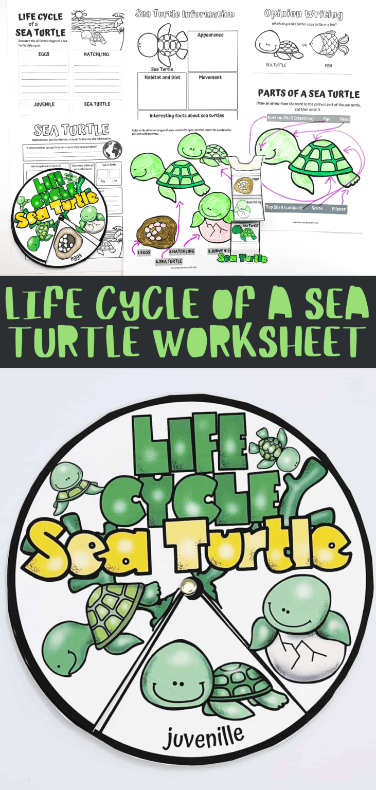 Free Sea Turtle Life Cycle Worksheet for Kids