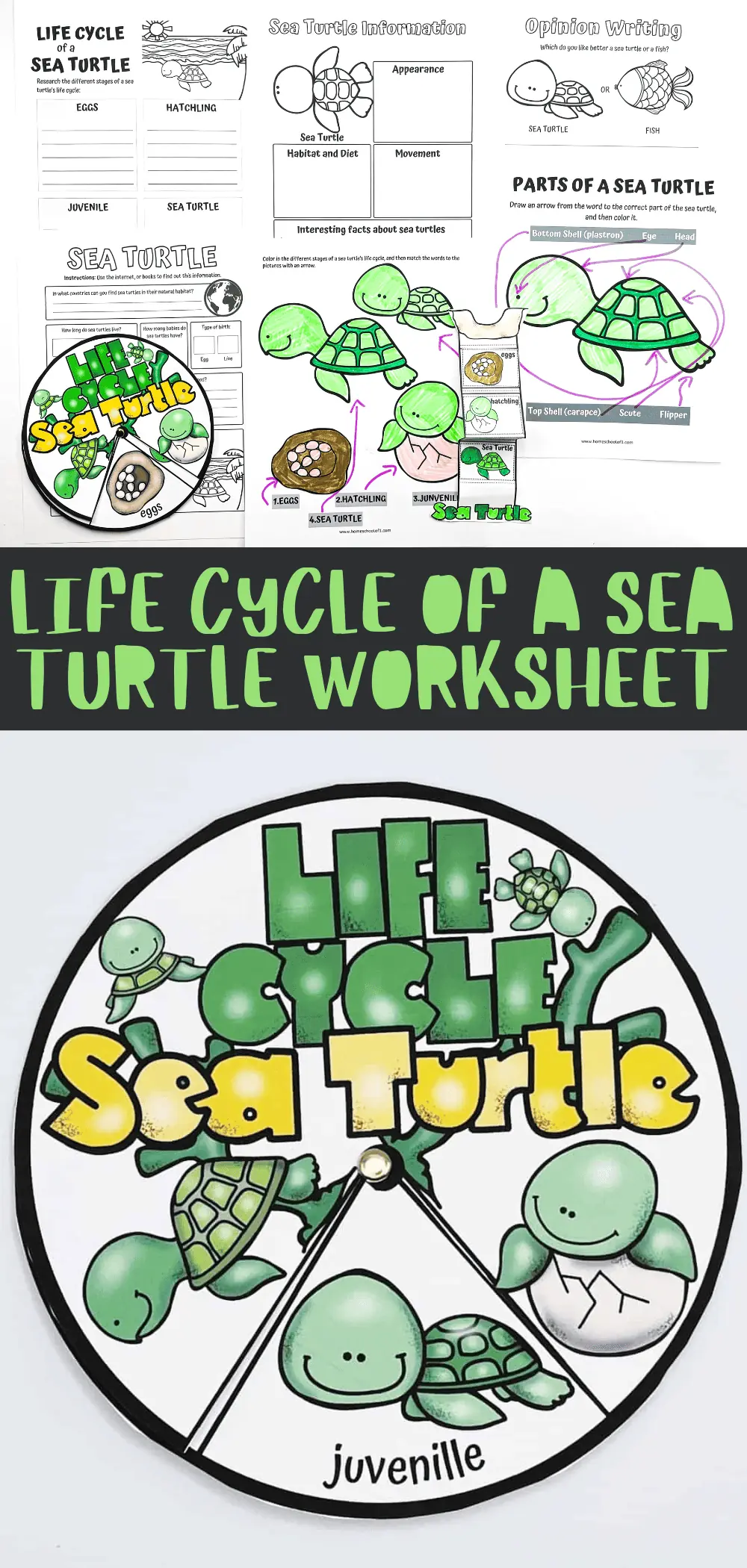 Free Sea Turtle Life Cycle Worksheet for Kids