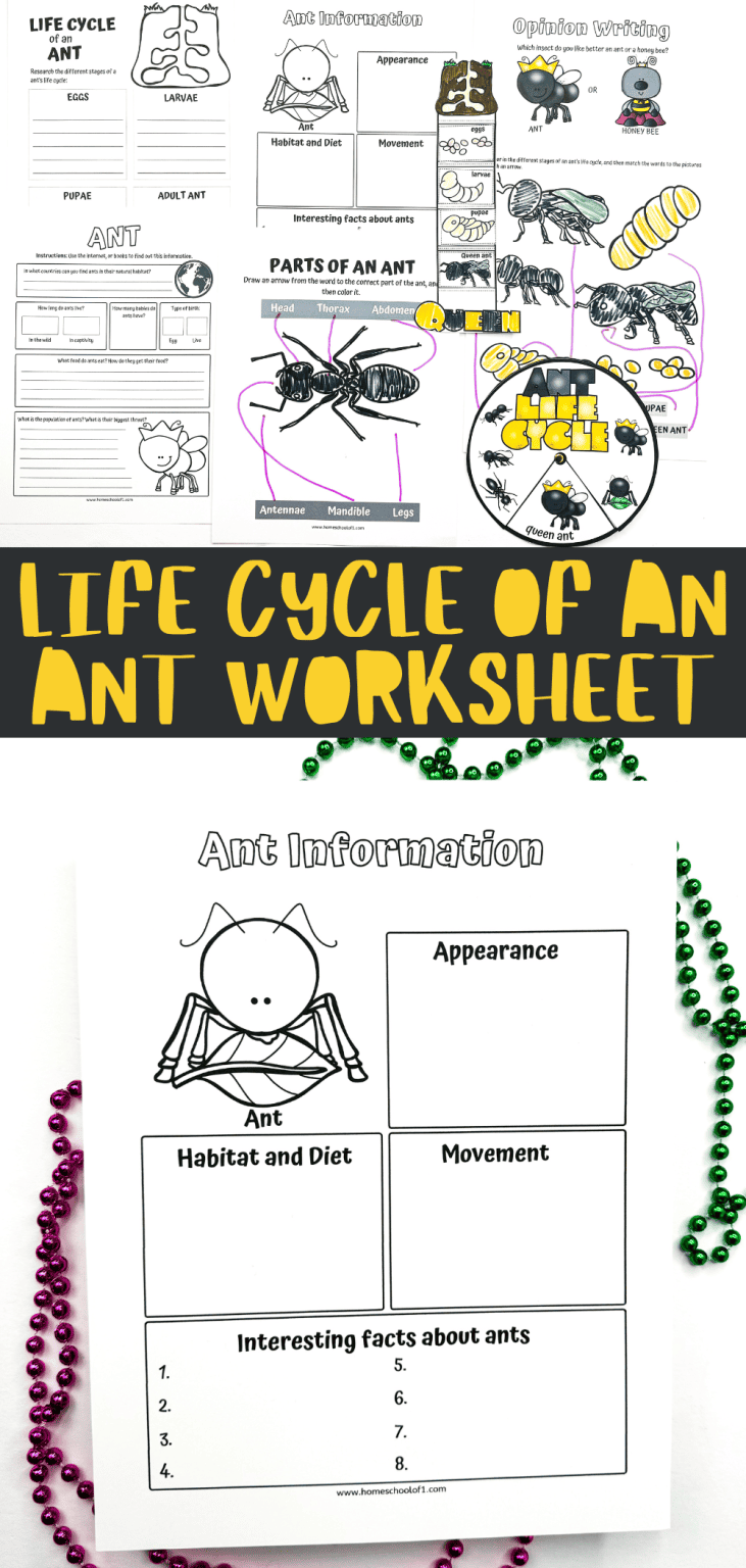 Free Ant Life Cycle Worksheets