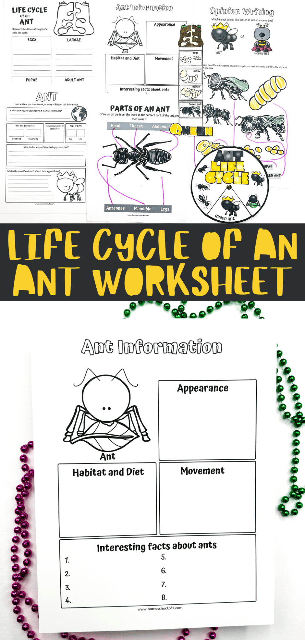 Free Ant Life Cycle Worksheets
