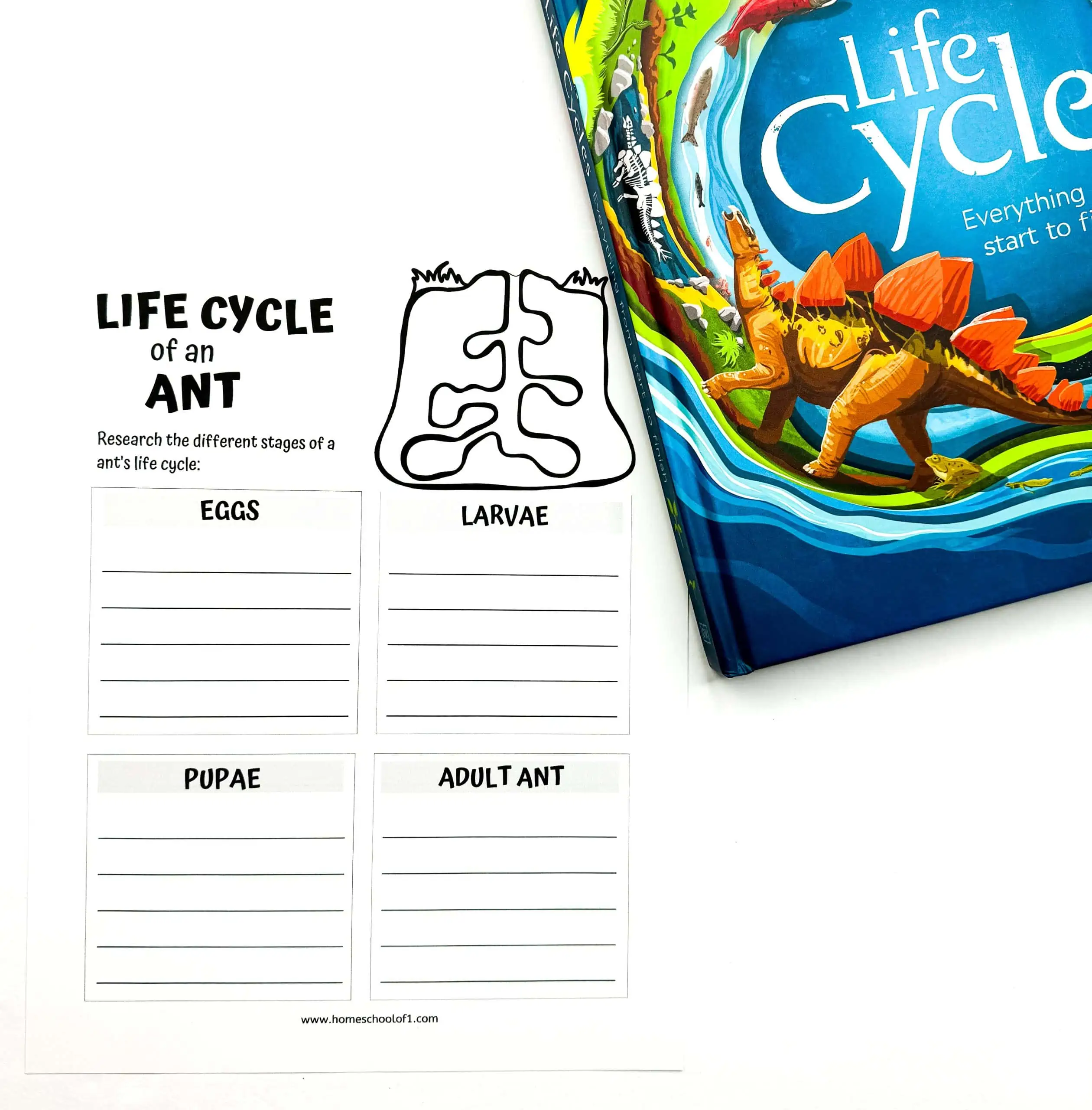Free Ant Life Cycle Worksheets