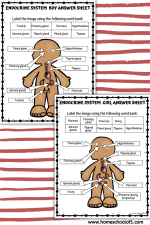 Free Endocrine System Labeling Worksheet For Kids