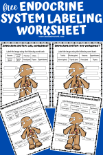 Free Endocrine System Labeling Worksheet For Kids