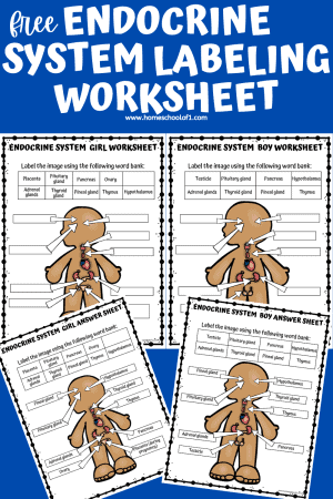 Free Endocrine System Labeling Worksheet For Kids