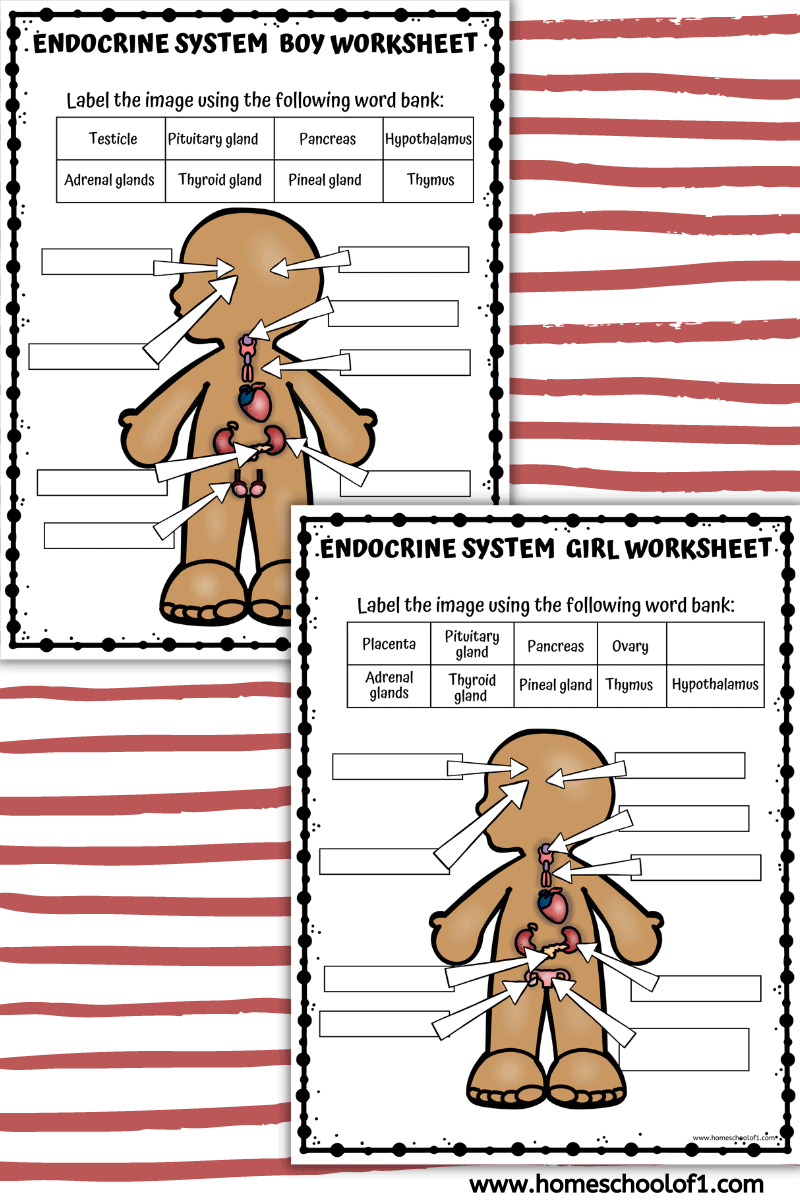 Free Endocrine System Labeling Worksheet For Kids