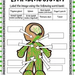 Free Lymphatic System Labeling Worksheet For Kids