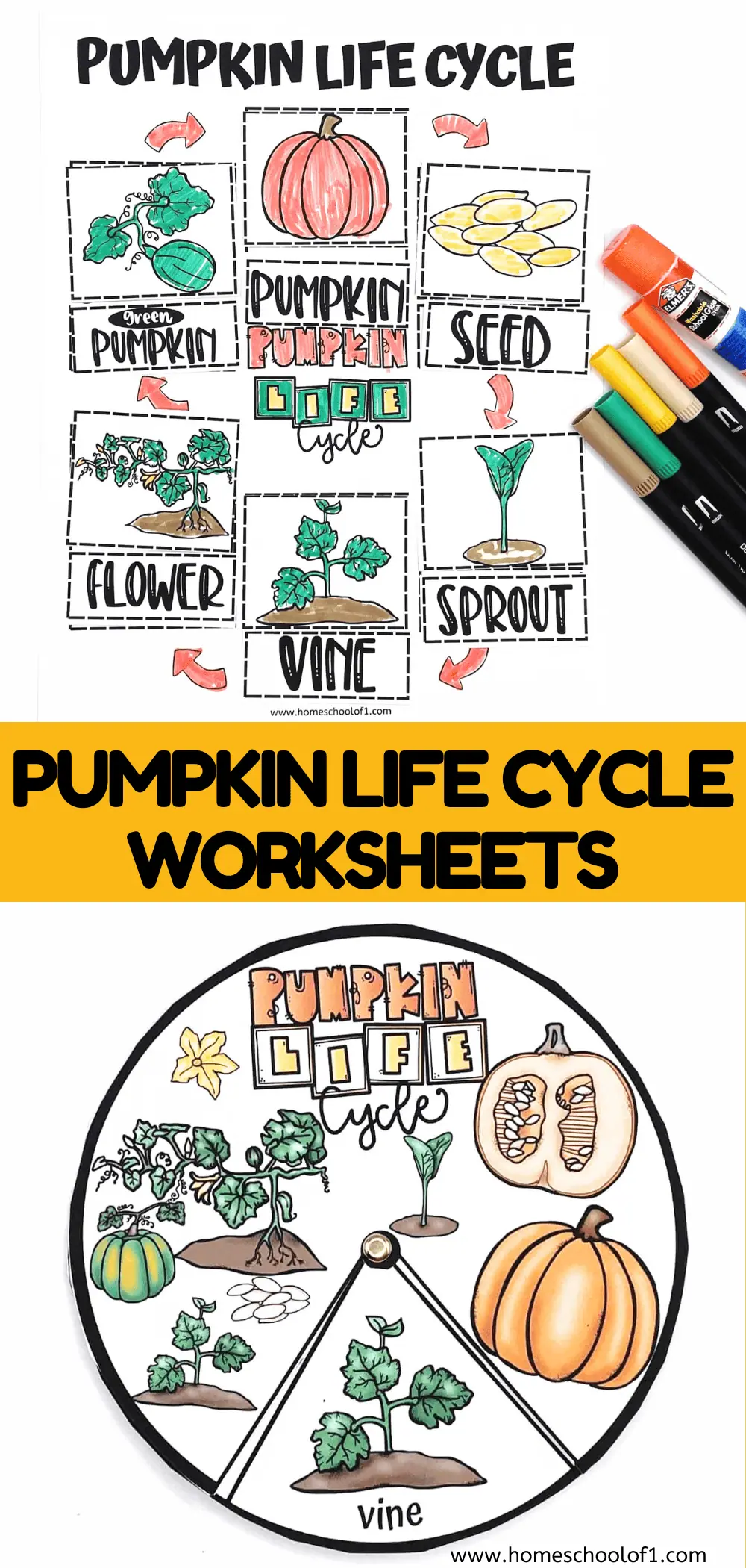 Free Life Cycle of a Pumpkin Worksheet for Kids