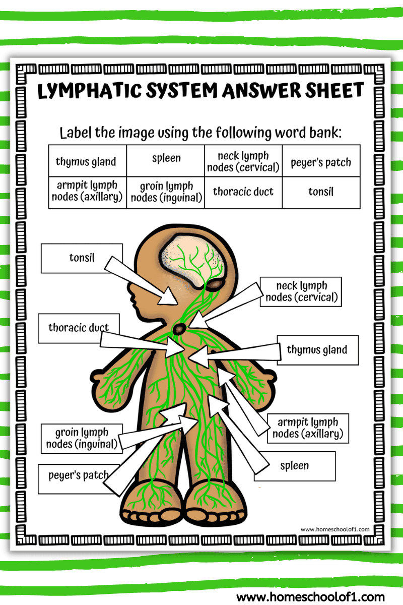 Free Lymphatic System Labeling Worksheet For Kids