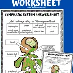 Free Lymphatic System Labeling Worksheet For Kids