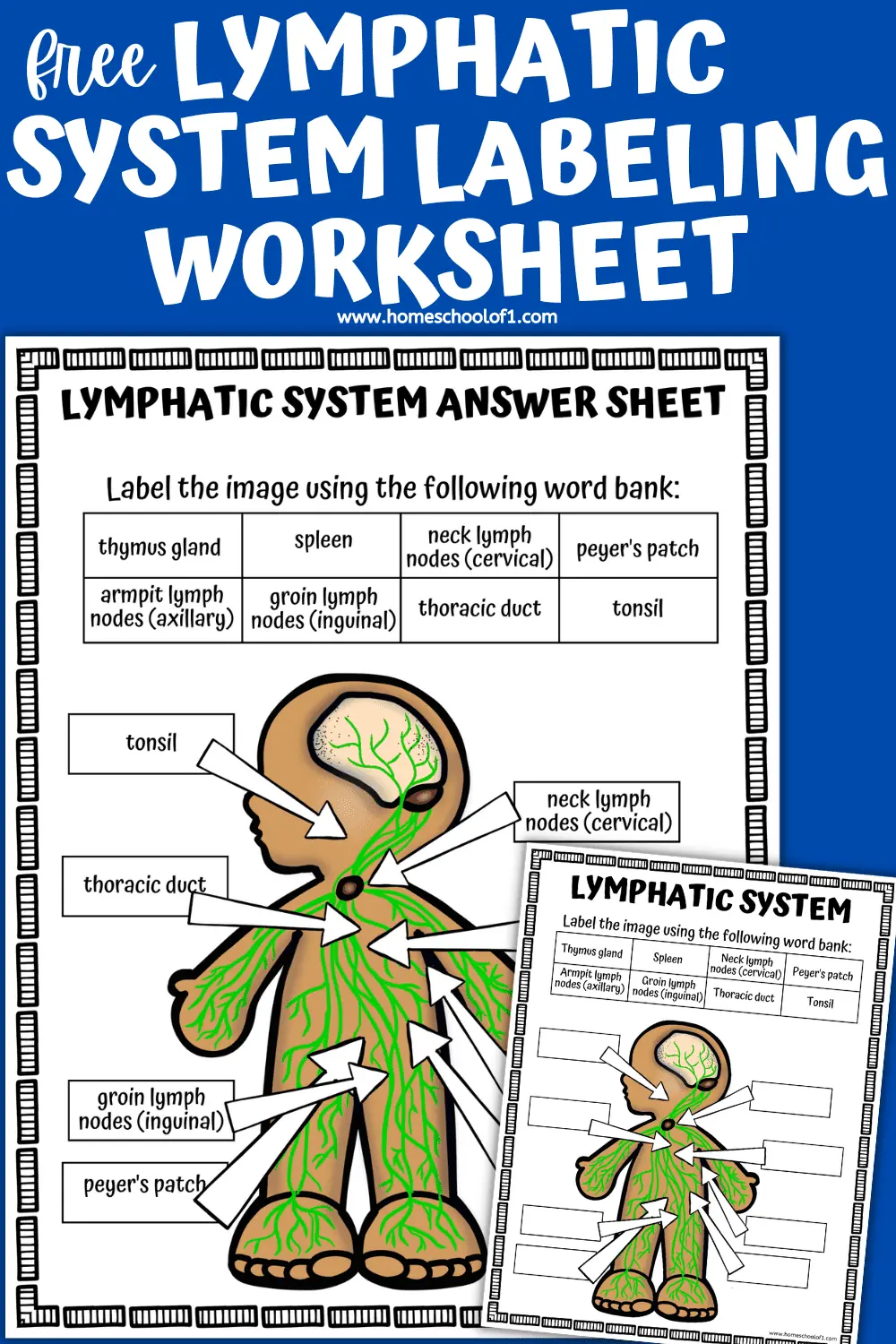Free Lymphatic System Labeling Worksheet - Homeschool of 1 Free Lymphatic System Labeling Worksheet - Homeschool of 1