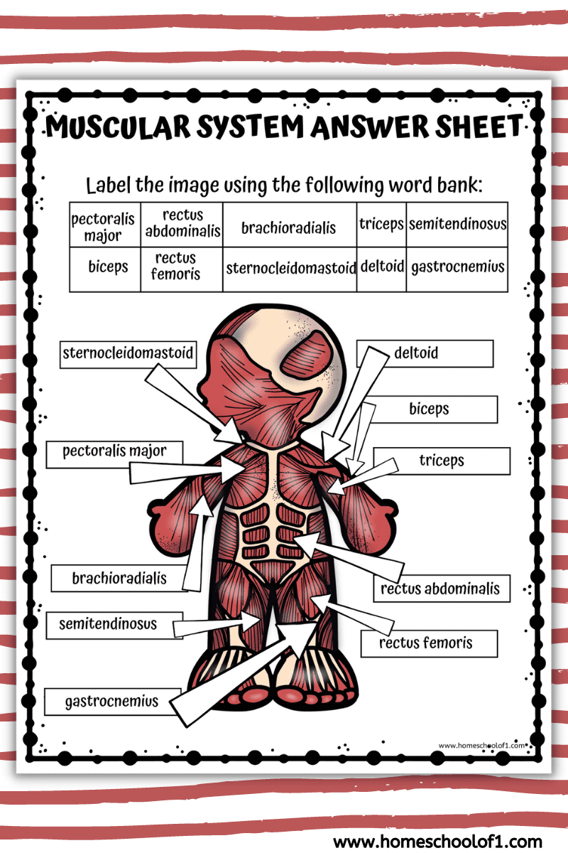 Free Muscular System Labeling Worksheet