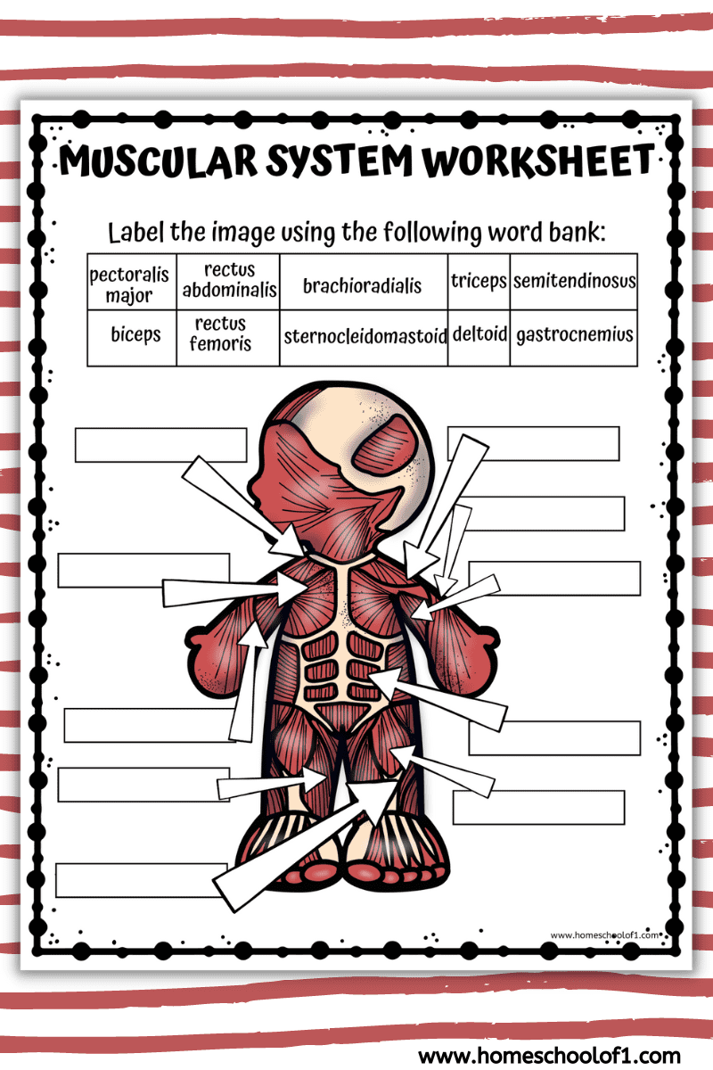 Free Muscular System Labeling Worksheet
