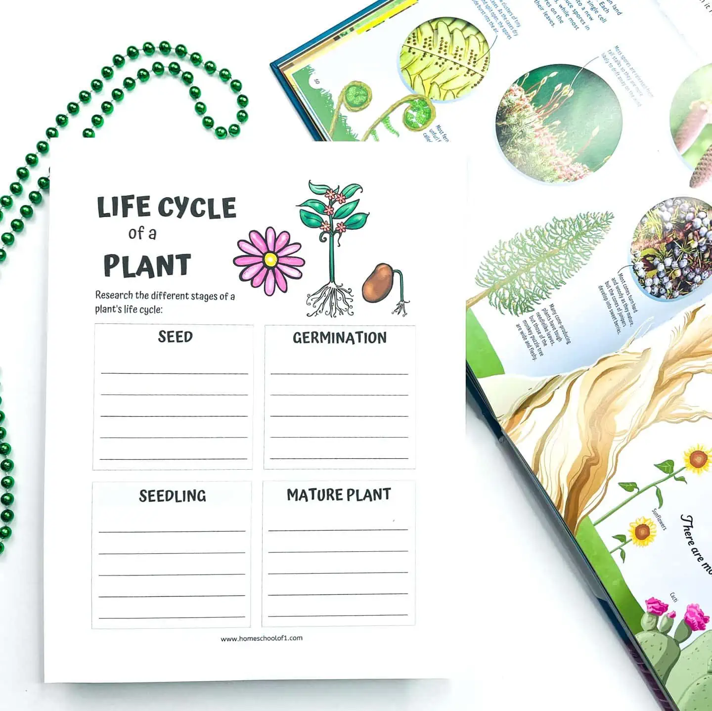 Free Plant Life Cycle Worksheets for Kids