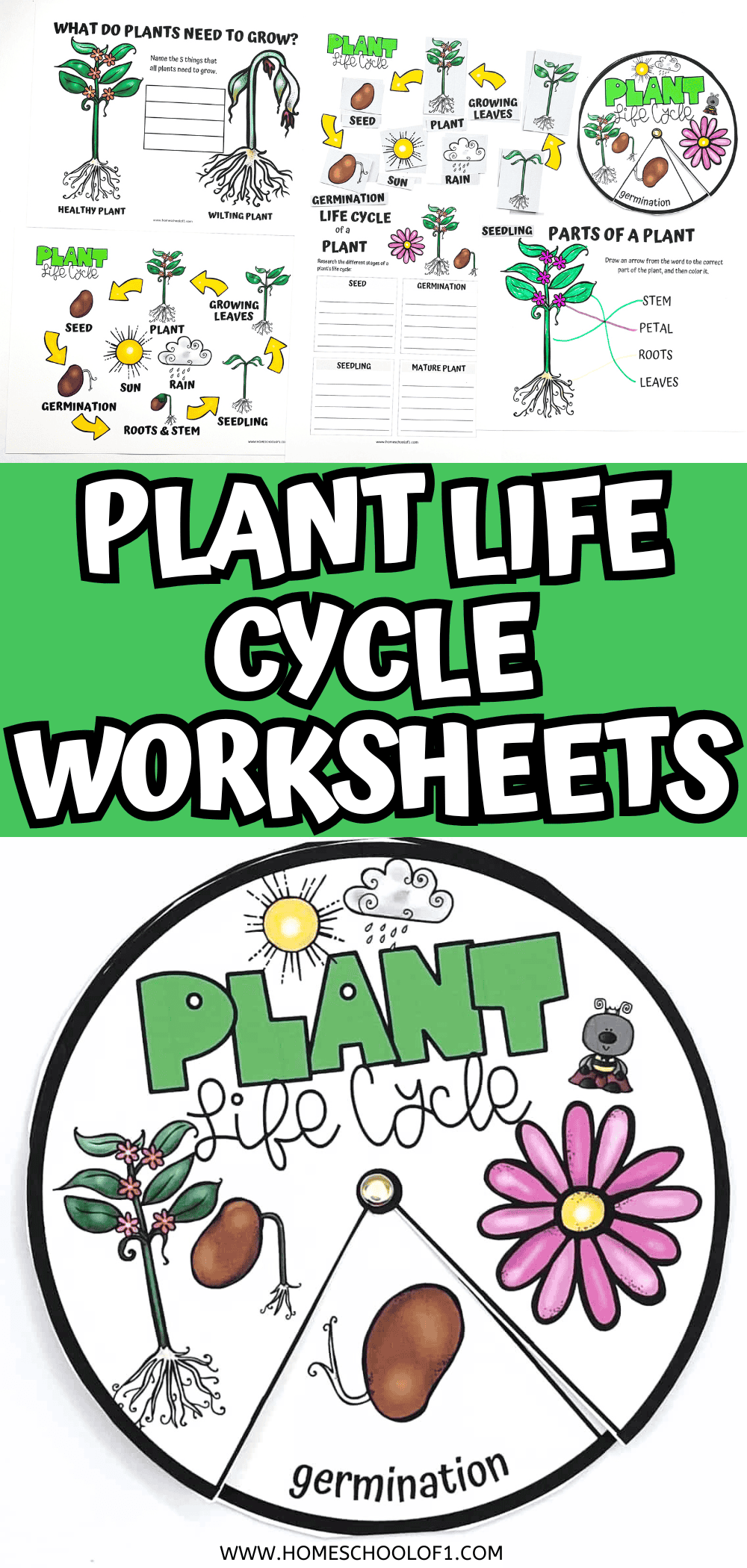 Free Plant Life Cycle Worksheet for Kids