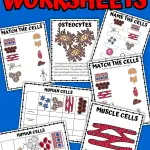 Human Cell Worksheet For Kids