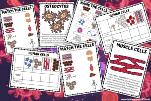 Free Printable Anatomy Worksheets