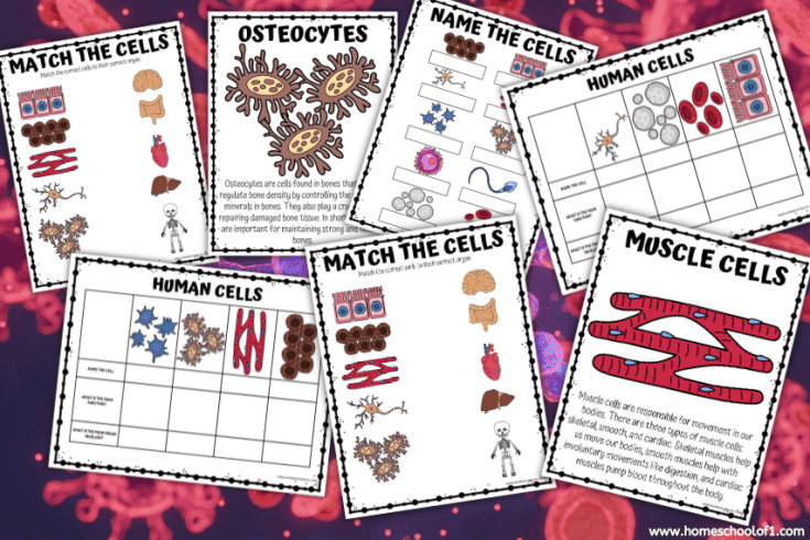 Free Printable Anatomy Worksheets