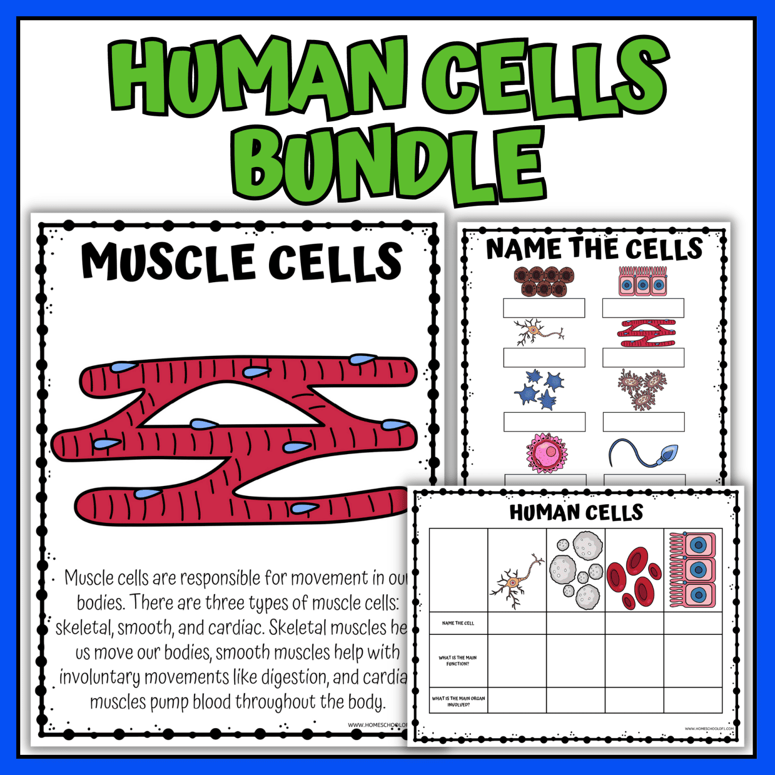 Human Cell Worksheet For Kids
