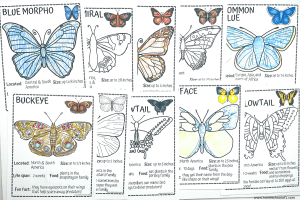 19 Butterfly Activities for Elementary Students