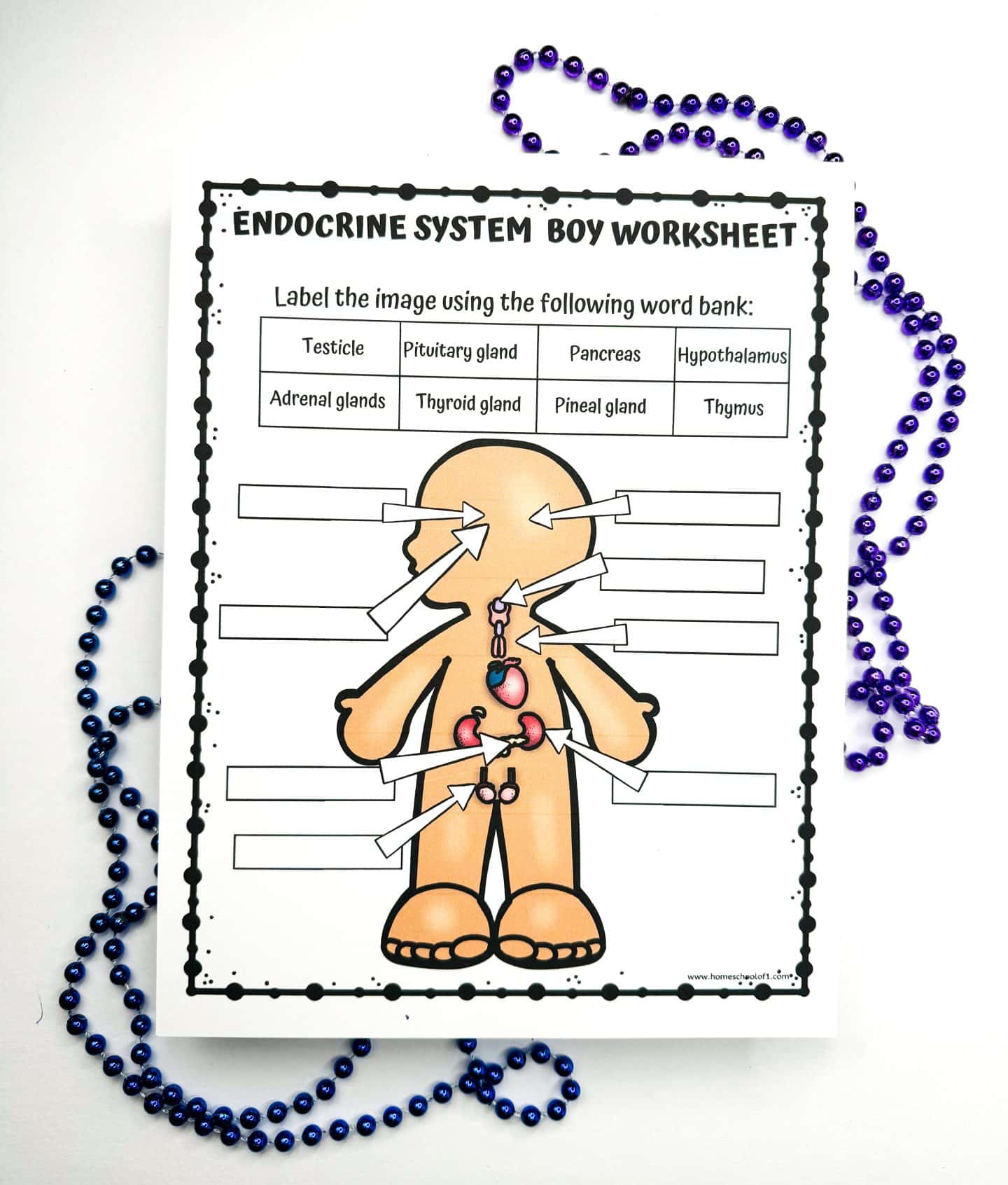Free Endocrine System Labeling Worksheet For Kids