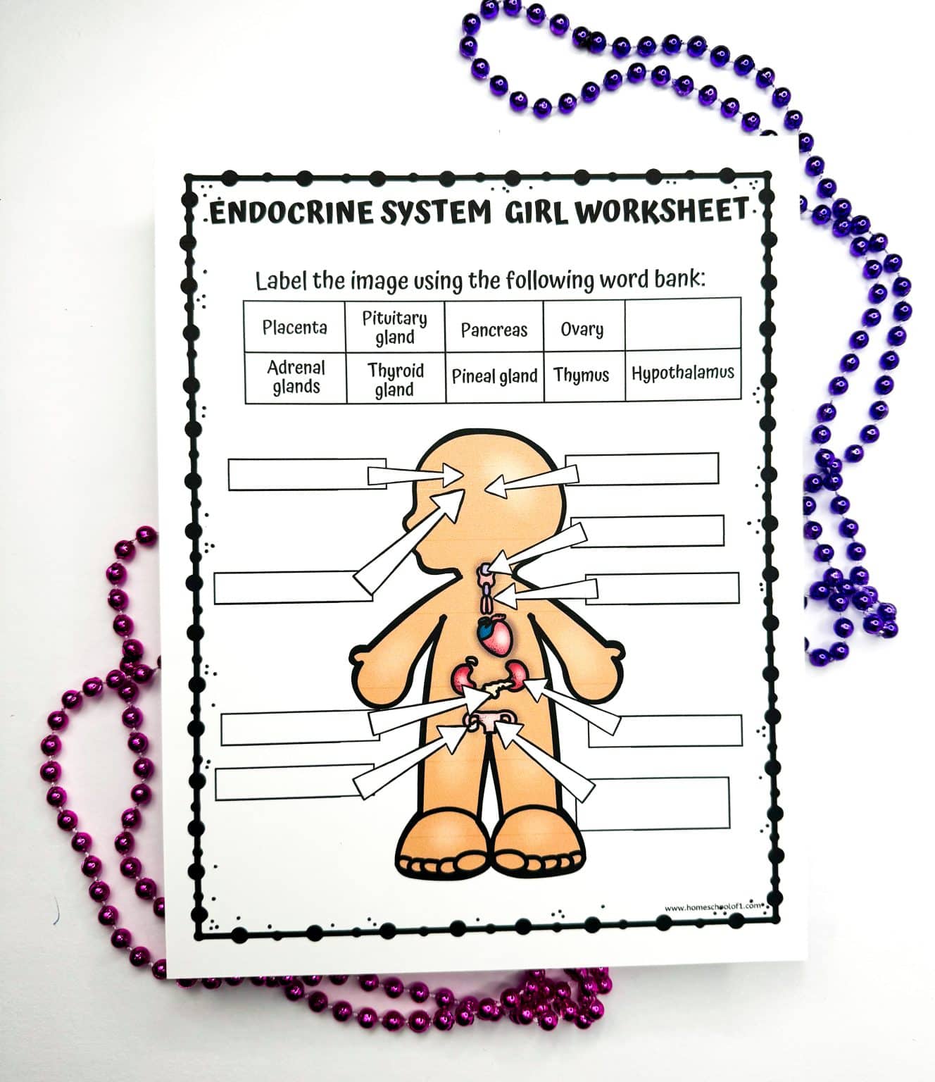 Free Endocrine System Labeling Worksheet For Kids