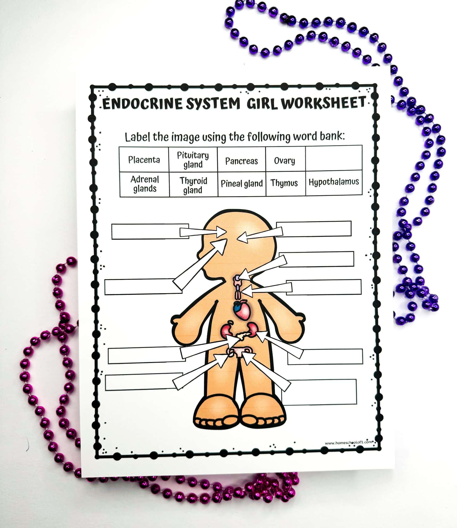 Free Endocrine System Labeling Worksheet For Kids
