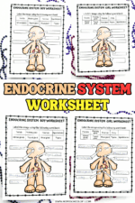 Free Endocrine System Labeling Worksheet For Kids