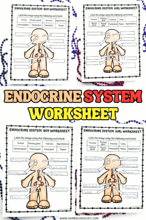 Free Endocrine System Labeling Worksheet For Kids