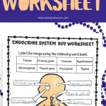 Free Endocrine System Labeling Worksheet For Kids