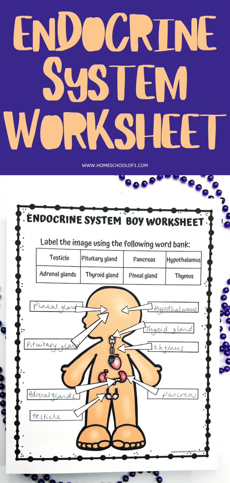 Free Endocrine System Labeling Worksheet For Kids