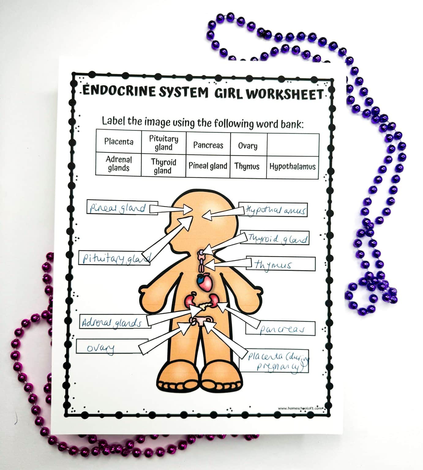 Free Endocrine System Labeling Worksheet For Kids