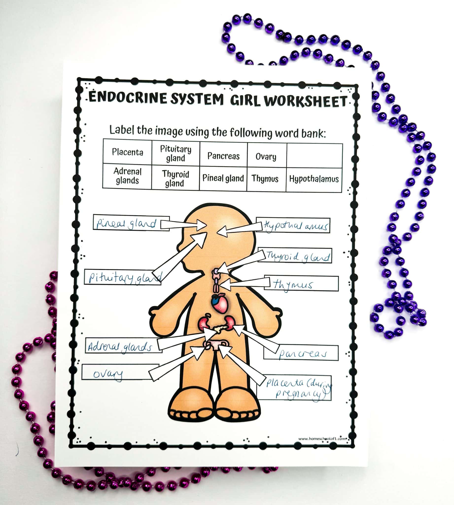 Free Endocrine System Labeling Worksheet For Kids
