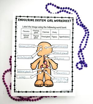 Free Endocrine System Labeling Worksheet For Kids