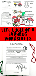 Free Ladybug Life Cycle Worksheet for Kids