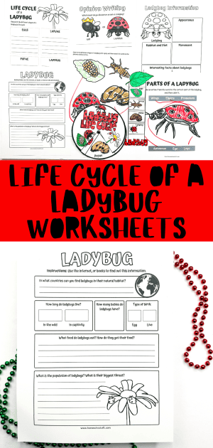 Free Ladybug Life Cycle Worksheet for Kids