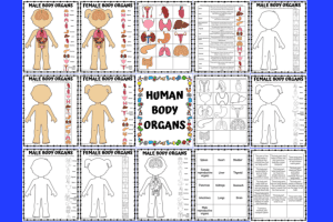 Free Printable Anatomy Worksheets