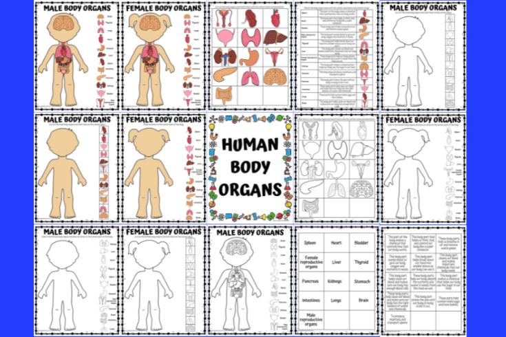 Human Anatomy Worksheets for Kids