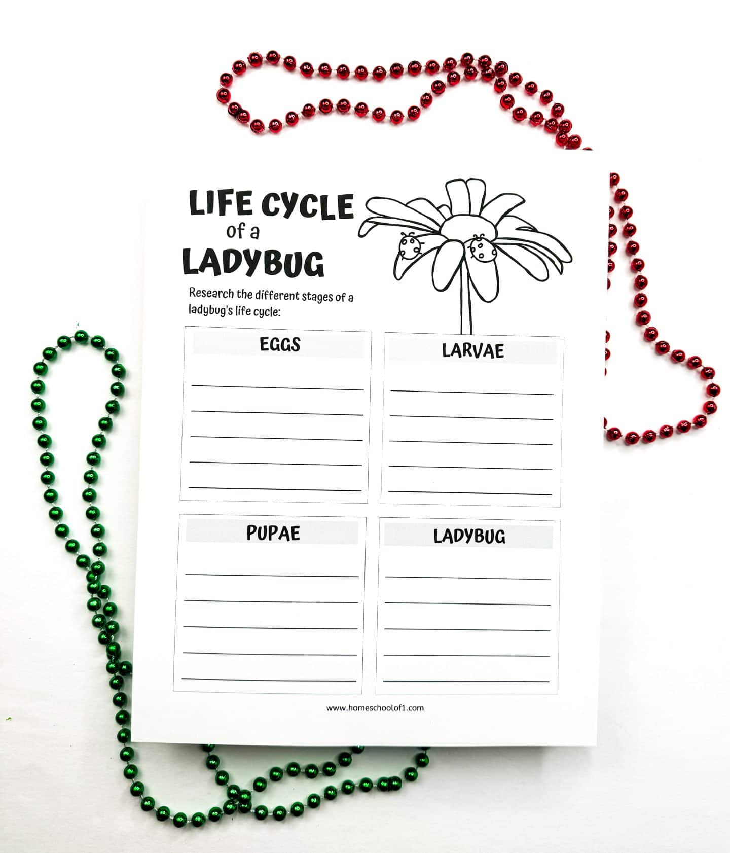 Free Ladybug Life Cycle Worksheet for Kids