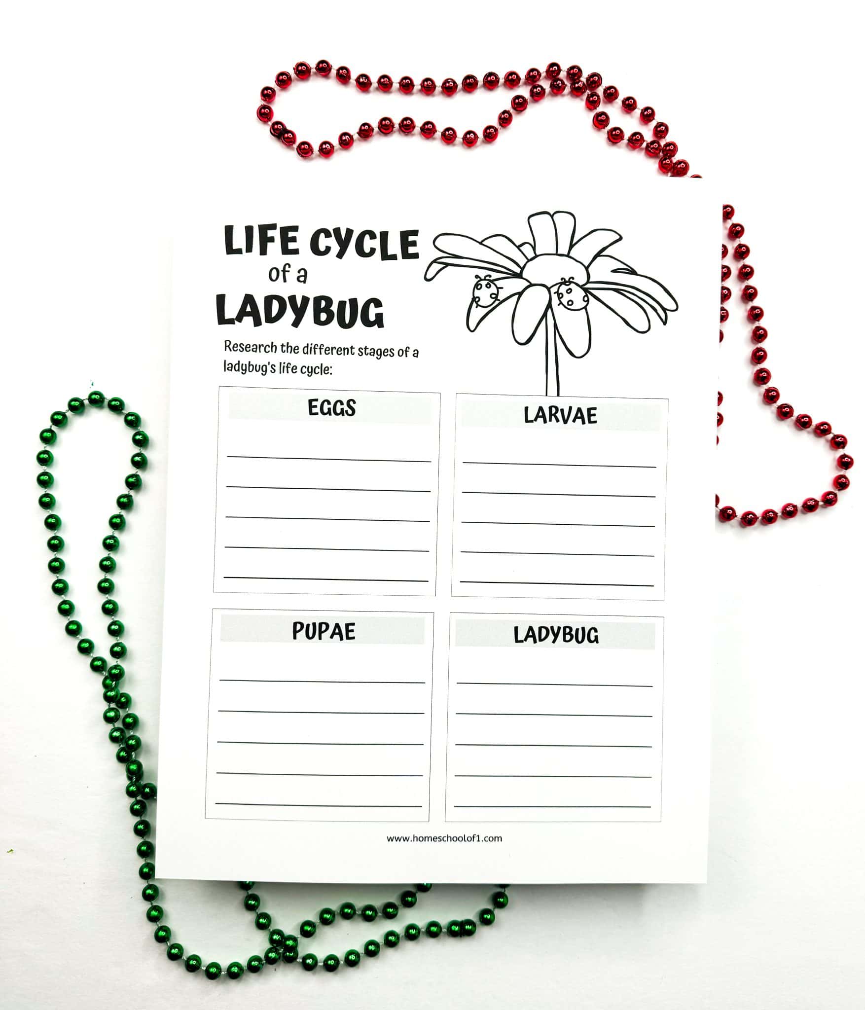Free Ladybug Life Cycle Worksheet for Kids