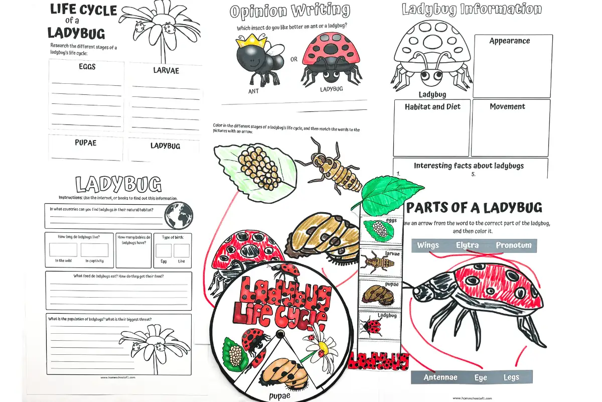 Kid Color Pages Ladybug Life Cycle Ladybug Life Cycle