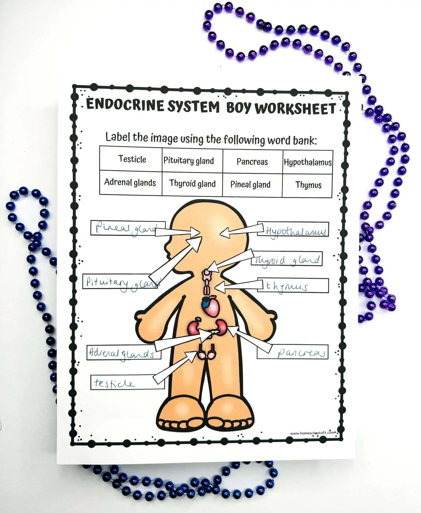 Free Endocrine System Labeling Worksheet For Kids