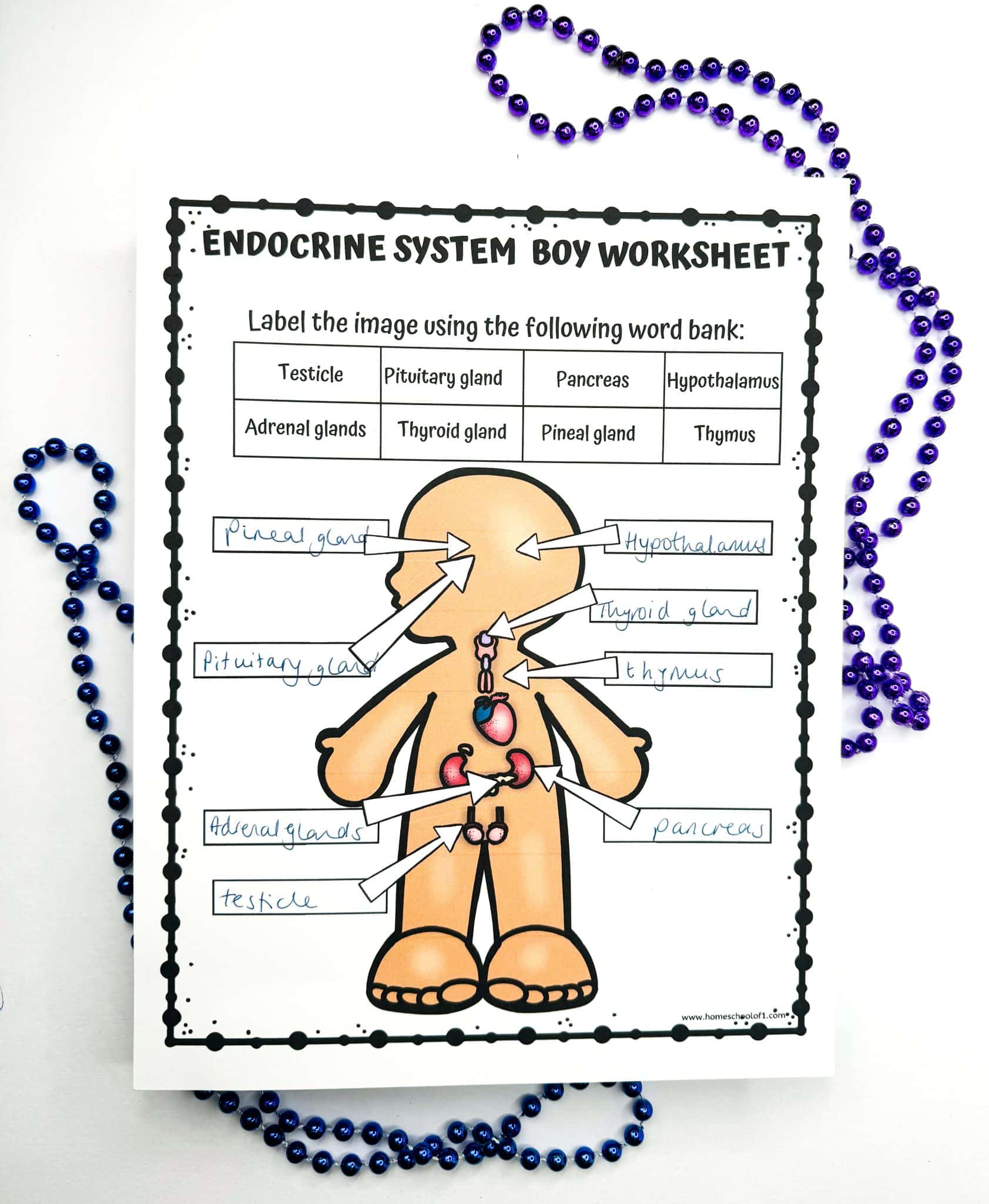 Free Endocrine System Labeling Worksheet For Kids