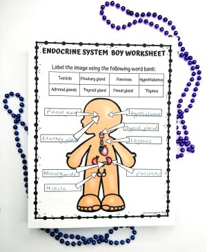 Free Endocrine System Labeling Worksheet For Kids