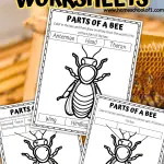 Free Parts of a Bee Worksheet