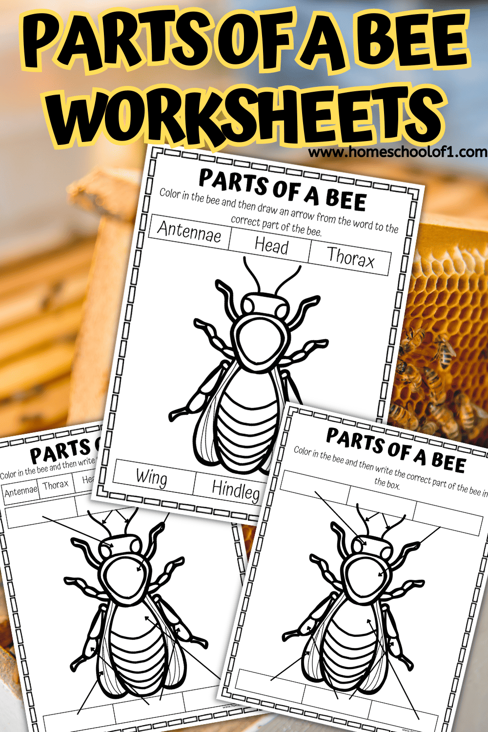 Free Parts of a Bee Worksheet