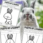 Free Parts of a Rabbit Worksheet