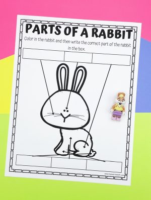 Free Parts of a Rabbit Worksheet