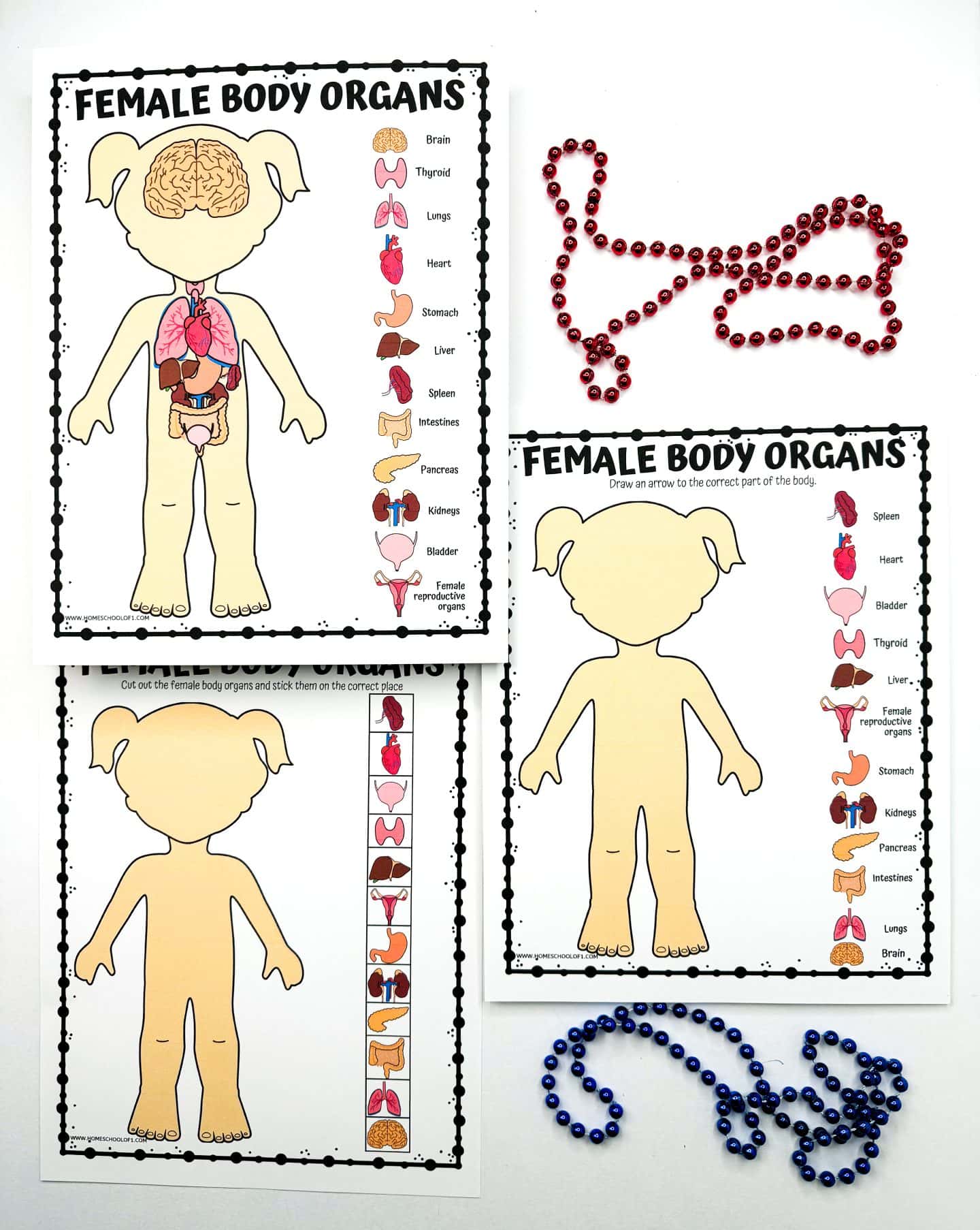 Human Body Organs Worksheet: Inside My Body