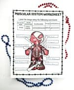 Free Muscular System Labeling Worksheet